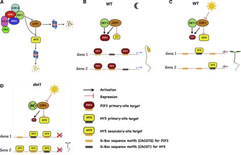 Det1 Regulates Hy5 Through Cop1 A New Paradigm In The Regulation Of