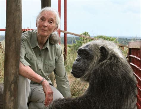 Pan Ape Genus Britannica