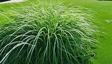 Dallisgrass Control Tips For A Healthy Lawn