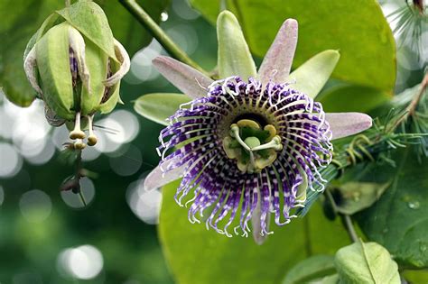 Passion Flower Care Guide How To Grow Passion Flowers Diy Garden