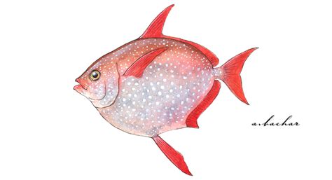 Ca Marine Species Portal