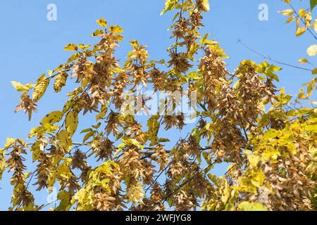 Hainbuche Gewöhnliche Hainbuche Weißbuche Weissbuche Hain Buche Früchte Carpinus Betulus