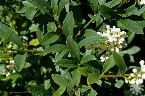 Ligustrum Ibota Japanese Privet Plantinfo