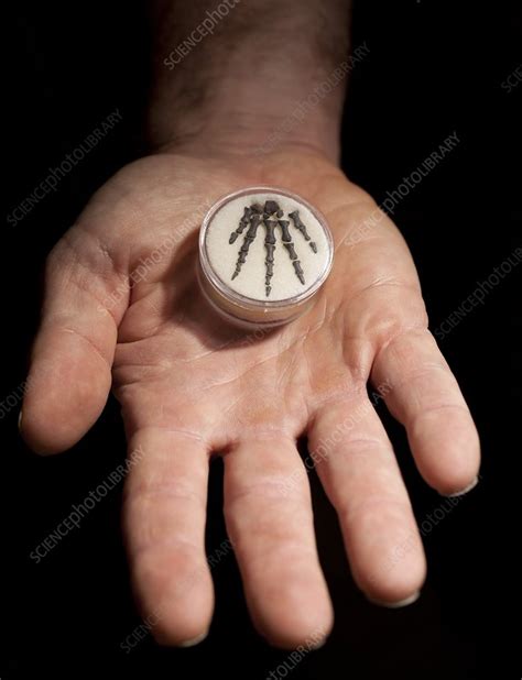 Fossil And Pentadactyl Limb Evolution Stock Image C0289553