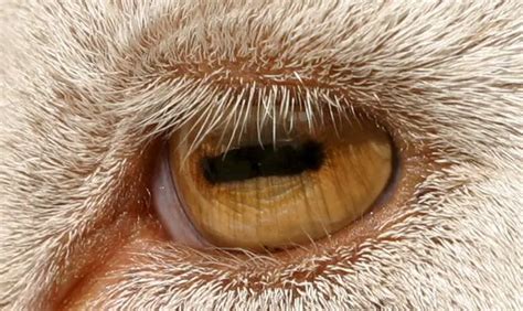 5 Facts About Goat Eyes You Will Surprise Sand Creek Farm