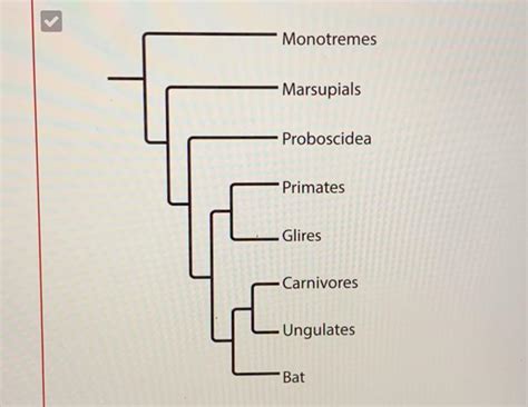 Solved The Phylogenetic Tree Shows A Simplified Hypothesis