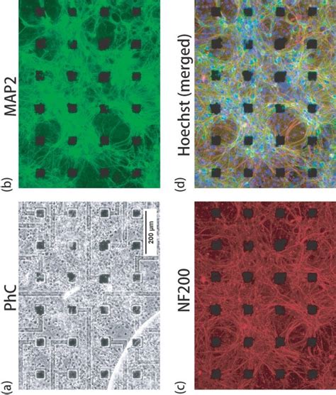 Fluorescence Micrographs Of Neuronal Network On Meas A Phase