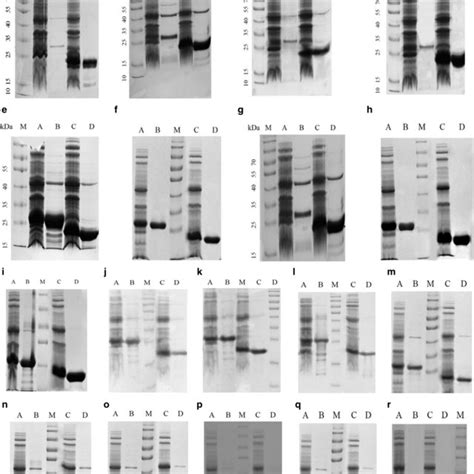Schematic Model Of Pet32bhigf 1 As The Expression Vector Rbs Ribosome