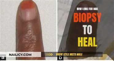 The Growth Cycle Of Your Nails How Long Does It Take Nailicy