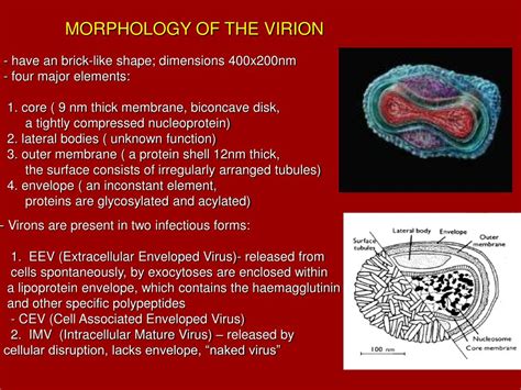 Ppt Smallpox Powerpoint Presentation Free Download Id 74068
