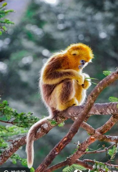 《山海经》之天吴 知乎