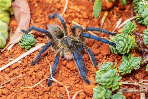 African Baboon Spider