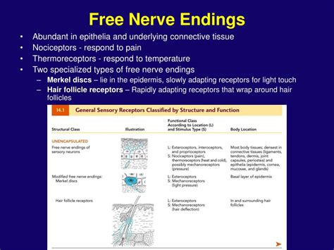 Ppt Sensory Systems Powerpoint Presentation Free Download Id591366