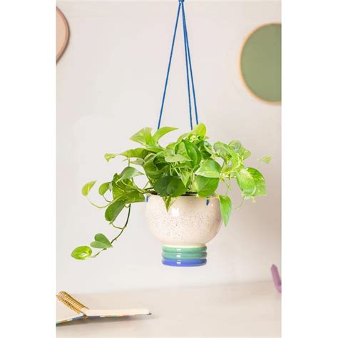 Livetrends Synesthesia Blue Golden Pothos House Plant In 6 In Hanging