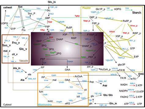 11 Metabolic Network Of A Heterotrophic Plant Cells And 5 Interest