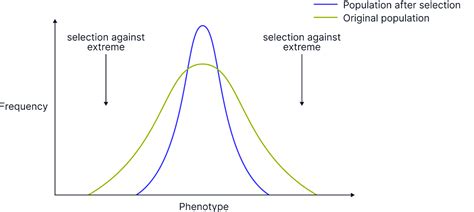 Stabilising Directional Recap Disruptive Selection Aqa A Level Biology