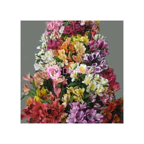 Buy Alstroemeria Fancy Assorted In Bulk Wholesale Danisa Flowers
