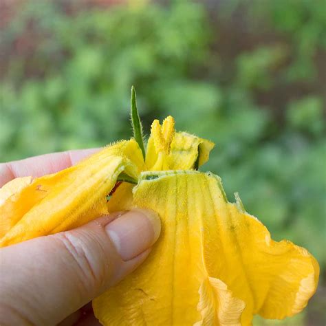 How To Hand Pollinate Squash