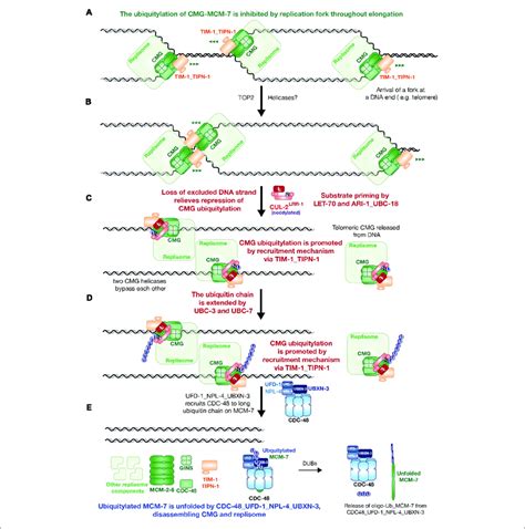 A Possible Model Of Caenorhabditis Elegans Replisome Disassembly