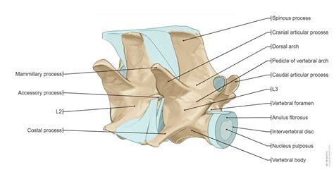 Canine Arthrology Illustrations Normal Anatomy Vet Anatomy