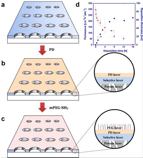 Membranes With Surface Enhanced Antifouling Properties For Water Purification