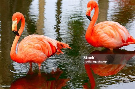Pink Elegant Flamingos Side By Side Tropical Birds Couple Close Up