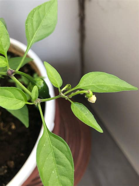 Aphid On Red Hot Chili Plant Rplantclinic