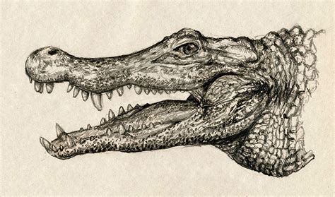 Alligator Head Drawing