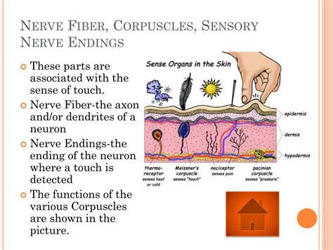 Nerve Endings Sensory Neurons