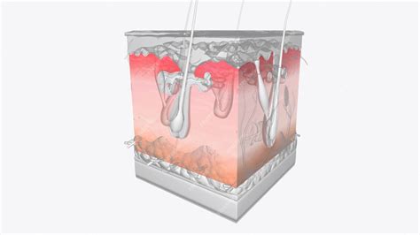 Premium Photo The Dermis Is A Connective Tissue Layer Sandwiched Between The Epidermis And