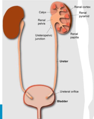 Renal 5 Quizlet