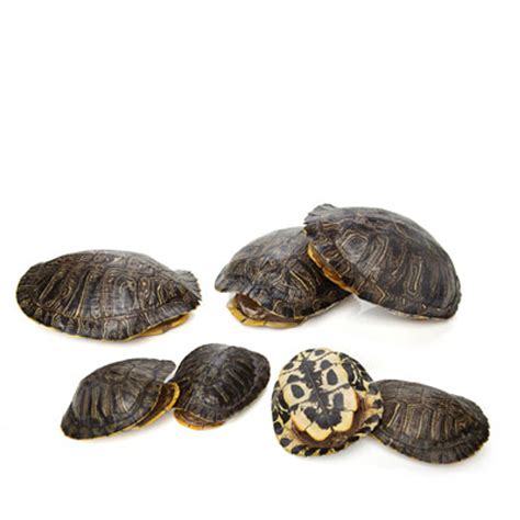 Red Eared Turtle Shell Evolution Store