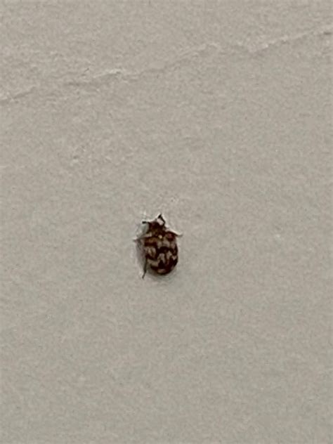 Please Help Didnt Know Where To Post So Asking Here 😭 What Is This Bug