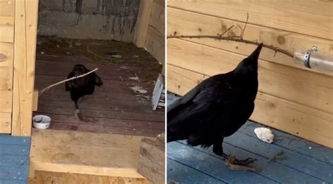 Ingenious Raven Makes And Uses A Tool To Unclog A Tube