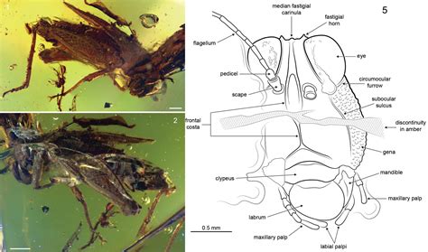 Fossilized Grasshopper Found In Amber Accumulation Offers Insights Into Ancient Insects Ibtimes