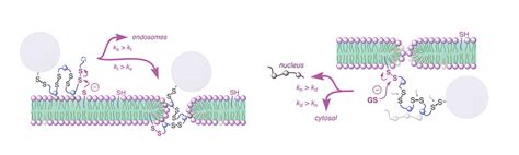 Design Strategy For Cell Penetrating Peptides Qyaobio