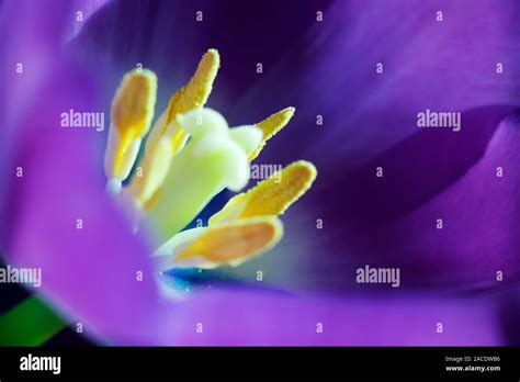 Tulip Close Up Of The Reproductive Structures Of A Tulip Tulipa Sp