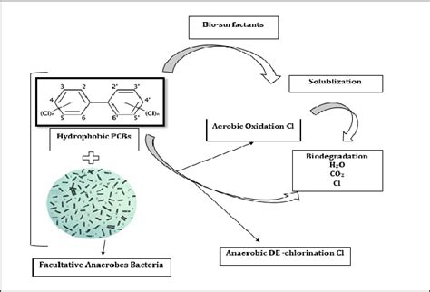 Representation Of Some Of The Main Pathways Described For Pcb
