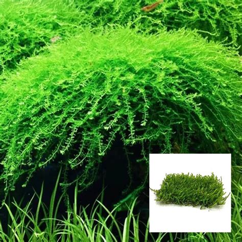 Aquarium Central Live Plant Pellia Moss Subwassertang Pellia 5cm Mesh Square Aquarium