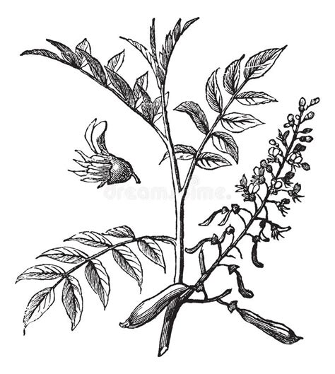 Tolu Tree Stock Illustrations 3 Tolu Tree Stock Illustrations