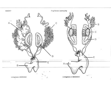 Frog Reproductive Anatomy Quiz
