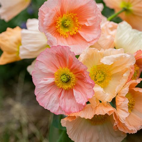 Iceland Poppy Colibri Dolce Vita Mix F1 Seeds Papaver Nudicaule
