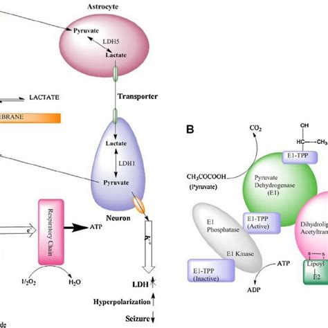 A A Scheme Of The Metabolic Process That Links Pdhc Deficiency To Atp Download Scientific