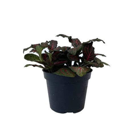 Fittonia Assorted 60mm The Jungle Collective