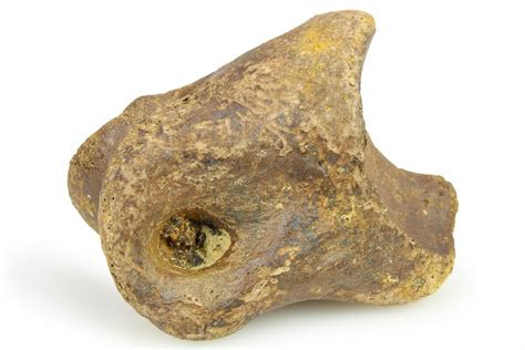 1 45 Theropod Dinosaur Toe Bone Montana 268542 For Sale