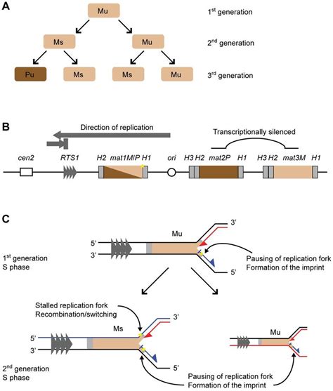 Mating Type Switching In S Pombe A Switching Pedigree The Cells Of