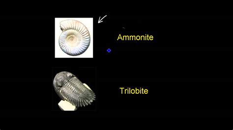 Index Fossils