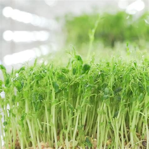 Hydroponics Growing System Barely Fodder Sprouting Other Hydroponic