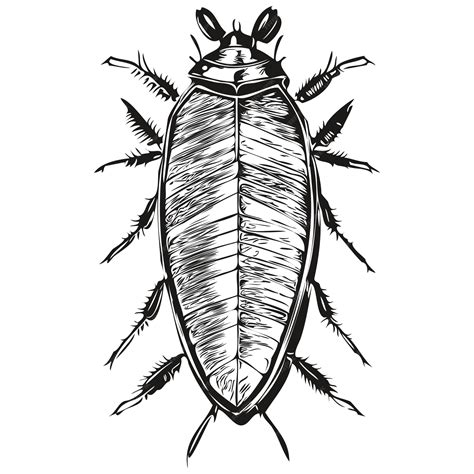 Premium Vector Cockroach Sketchy Graphic Portrait Of A Cockroach On A
