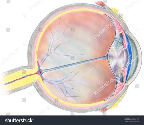 Eye Cross Section Human Eyeball Cross Stock Illustration 469582973